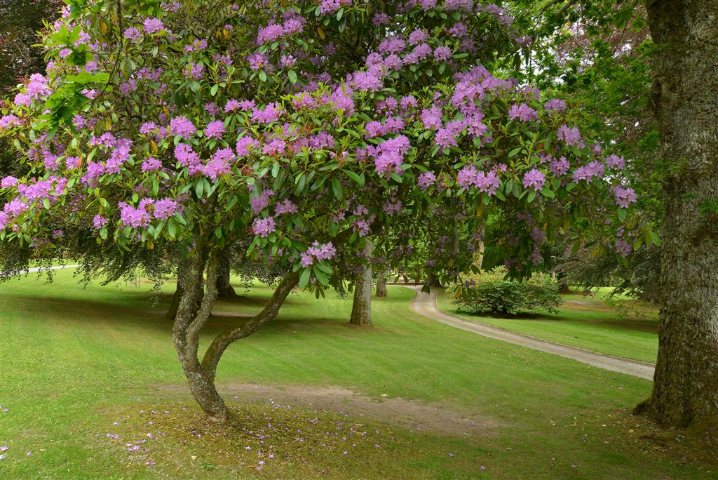 Galleries - Ardross Castle