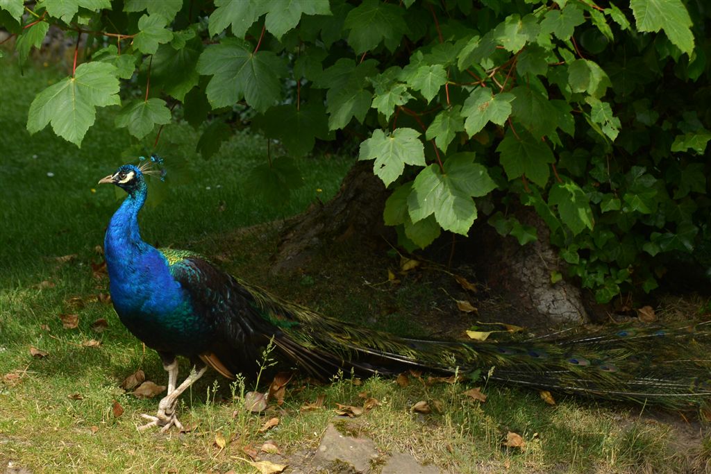 Galleries - Ardross Castle